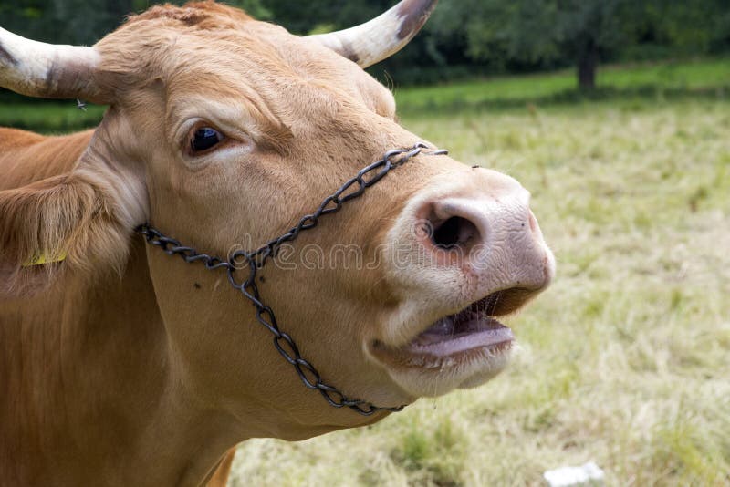 Close-up of a Yellow Cow with Horns Stock Photo - Image of animal ...