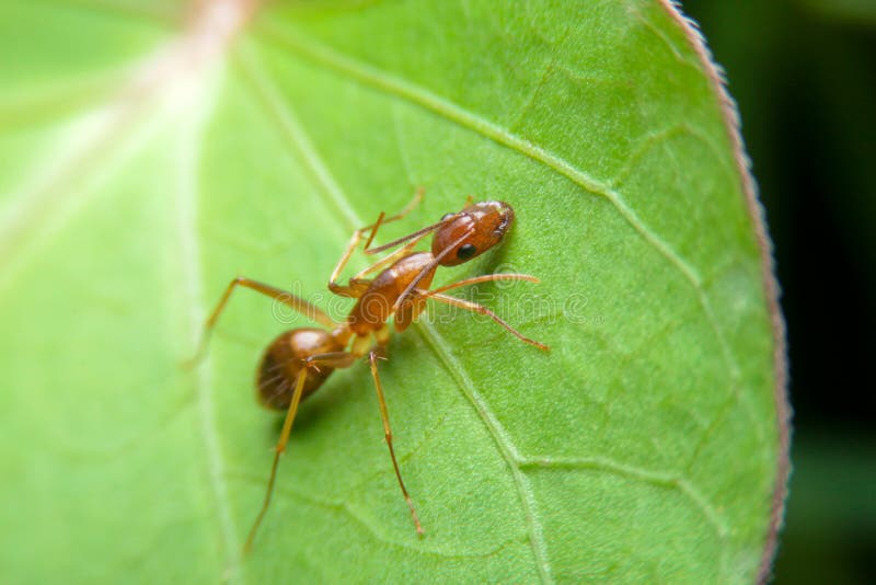 Close-up Yellow Crazy Ant on Green Leaf Stock Photo - Image of season ...