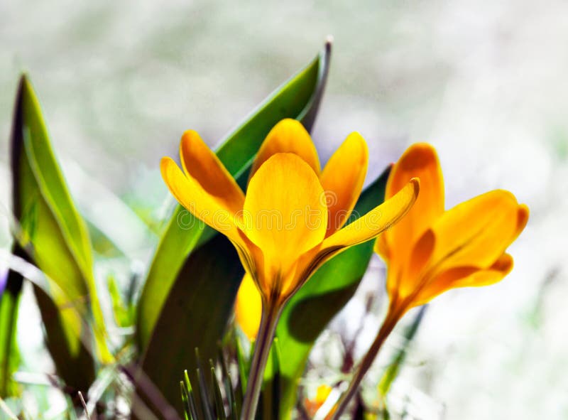 Yellow crocus stock image. Image of vibrant, yellow, bright - 29906965