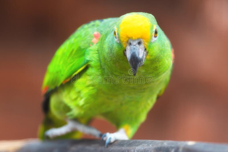 Close Up of Yellow Crowned Amazon Parrot. Stock Image - Image of shot ...