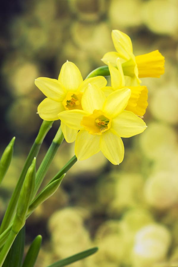 Yellow daffodils stock image. Image of grass, green, happy - 30158503