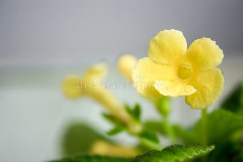 Close Up of Yellow Episcia Home Plant Stock Photo - Image of home ...