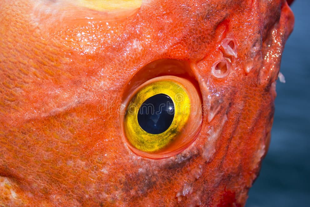 Close Up of Yellow Eye Rockfish Stock Image - Image of wild, rockfish ...