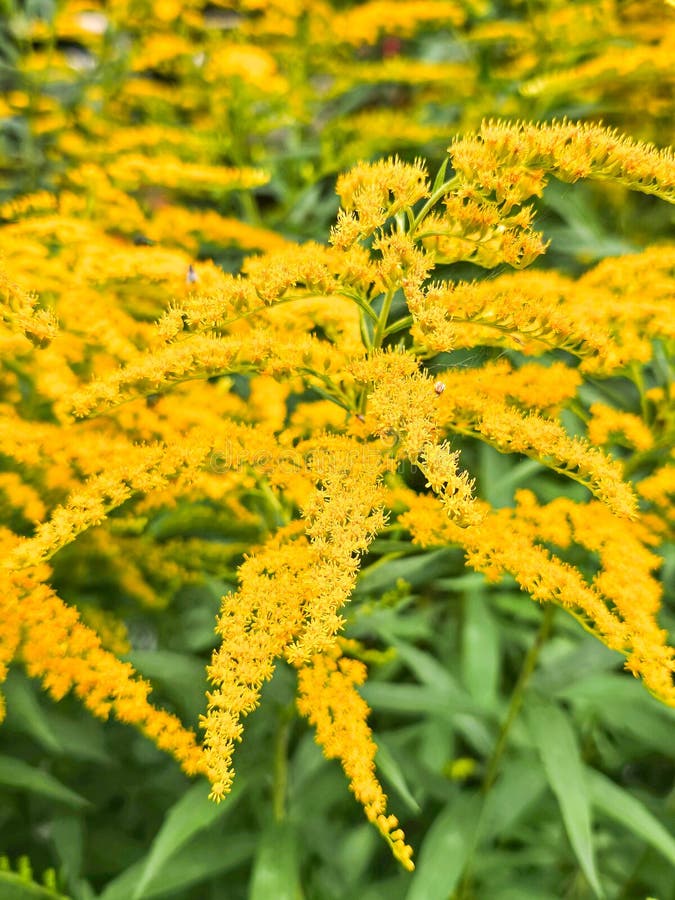 Close Up of Yellow Flower, Solidago, Called Goldenrods Stock Photo ...