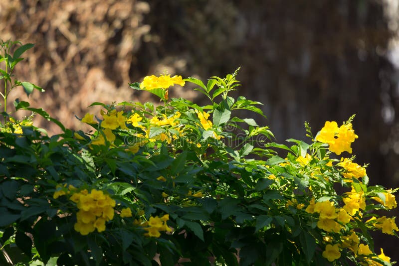 Close Up of Yellow Flower, Yellow Elder Stock Image - Image of bright ... Close Up of Yellow Flower, Yellow Elder Stock Image - Image of bright ...
