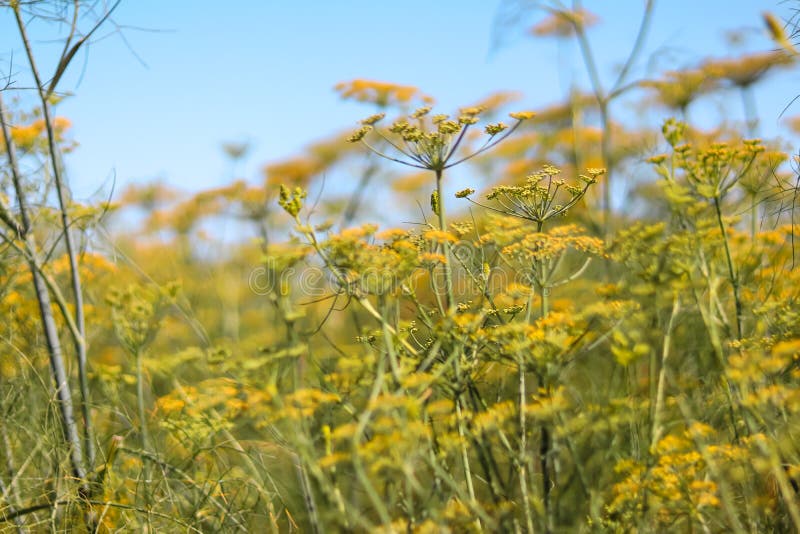 Close Up Yellow Flowers of Dill in Vegetable Garden.. Stock Photo ...