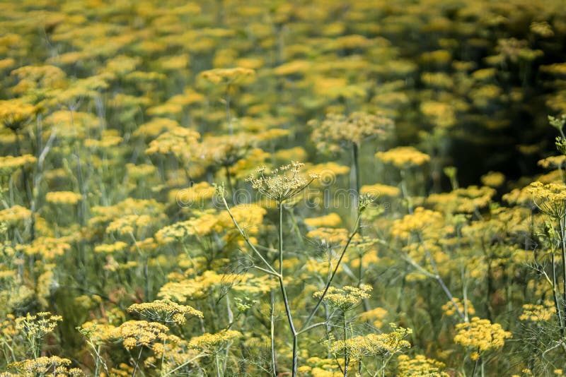 Close Up Yellow Flowers of Dill in Vegetable Garden.. Stock Image ...