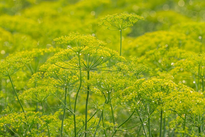 Flowers of dill. stock image. Image of botany, seed - 114260657