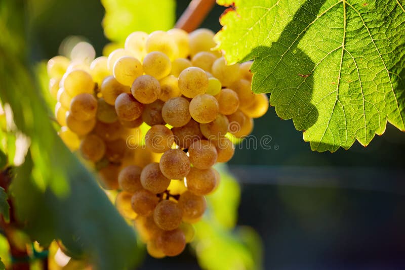 Close Up of Yellow Grapes in Bright Sunlight Stock Image - Image of ...
