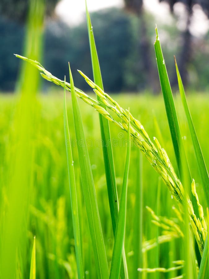 Close Up of Yellow Green Rice Field Stock Photo - Image of earth ...