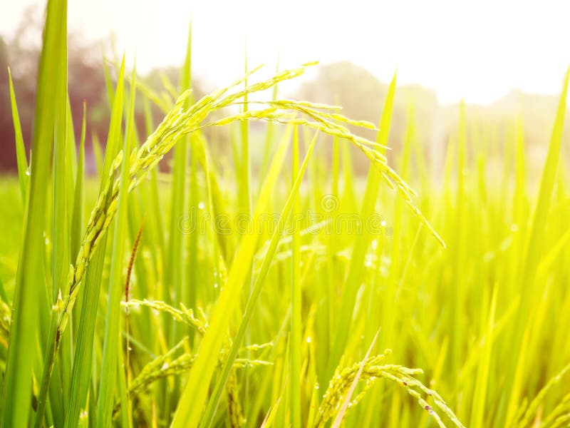 Close Up of Yellow Green Rice Field Stock Photo - Image of cute, blue ...