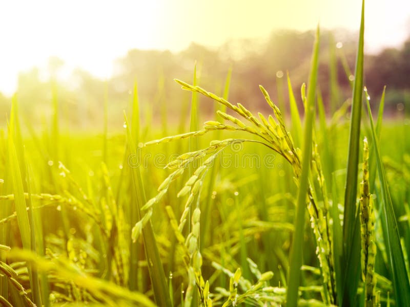Close Up of Yellow Green Rice Field Stock Image - Image of chinese ...