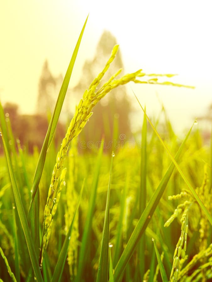 Close Up of Yellow Green Rice Field Stock Image - Image of field, asia ...