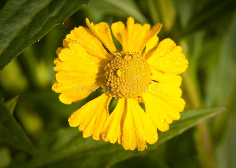 Close Up of Yellow Helenium Bloom Stock Image - Image of flower ...