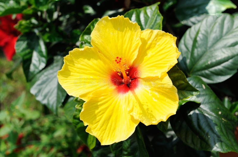 Close Up of Yellow Hibiscus Stock Image - Image of closeup, summer ...