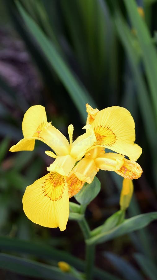 Single Iris Lily in White Vase on White Background Stock Image - Image ...