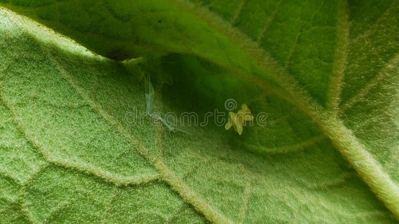 Close-up of Yellow Insect Eggs Underneath a Green Leaf Stock Image ...