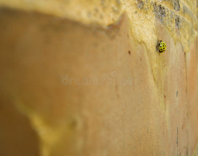 Close Up of Yellow Ladybird Beetle or Ladybug Stock Image - Image of ...