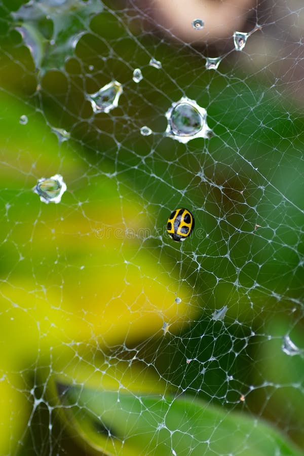 Close Up Yellow Ladybug on a Spide Web Stock Image - Image of animal ...