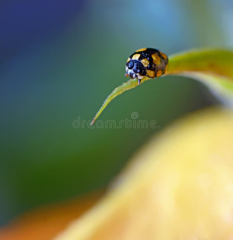 Yellow Ladybug Insects stock image. Image of aphids, aphid - 32484885
