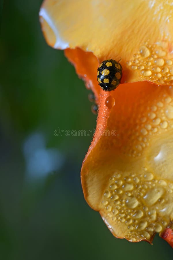 Yellow Ladybug Insects stock image. Image of aphids, aphid - 32484885