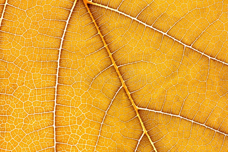 Close Up the Yellow Leaf Texture As Golden Nature Abstract Background ...