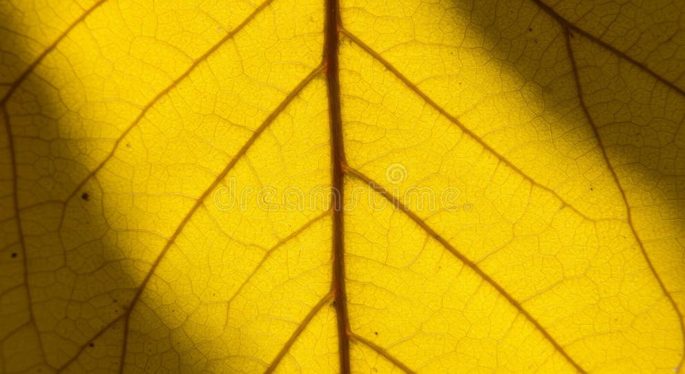 Close Up Yellow Leaf Texture with Veins and Shadow Stock Illustration ...