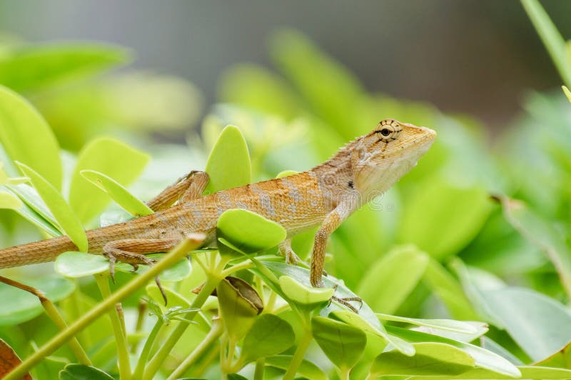 Close Up of a Yellow Lizard in Small Bushes Stock Image - Image of ...