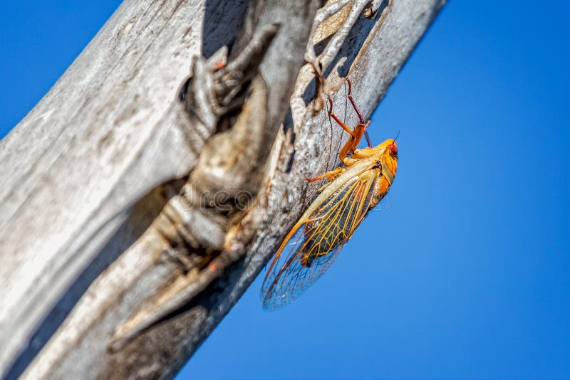 Eucalyptus Tree Bark Insect Stock Photos - Free & Royalty-Free Stock ...