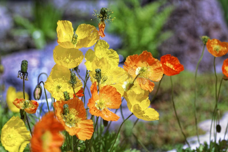 Close-up of Yellow and Orange Poppies. Selective Focus and Shallow ...