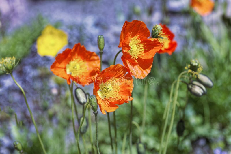 Close-up of Yellow and Orange Poppies. Selective Focus and Shallow ...