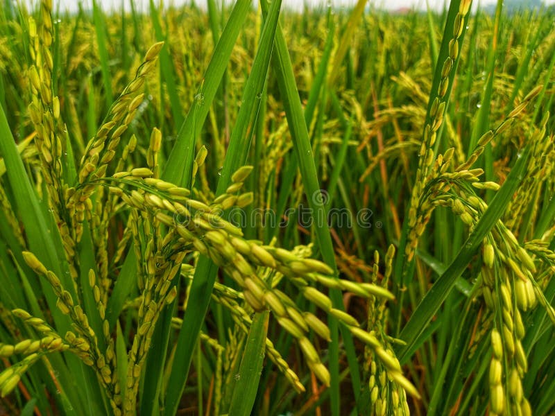 Close Up of Paddy Rice Seed with Rice Fields in the Background Stock ...