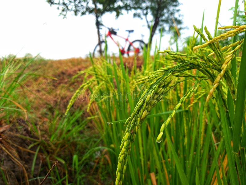 Close Up of Paddy Rice Seed with Rice Fields in the Background Stock ...
