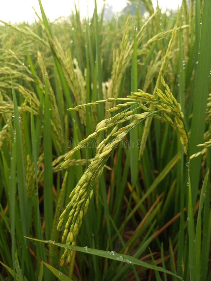 Close Up of Paddy Rice Seed with Rice Fields in the Background Stock ...
