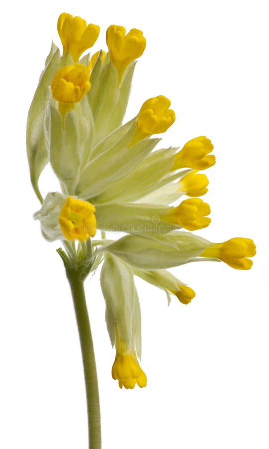 Primrose Flower and Bud (primula Vulgaris) Stock Photo - Image of ...