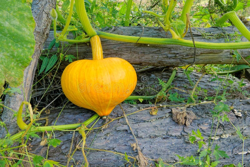 Pumpkin stock photo. Image of greenstuff, close, pumpkin - 128053728