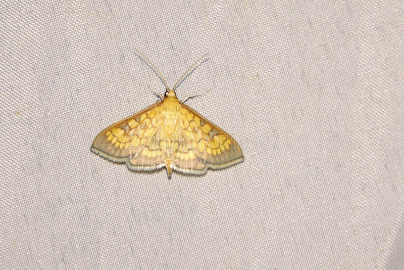 Pyralidae moth stock image. Image of life, pyralidae - 264250059
