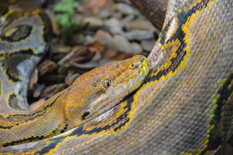 Python Rabbit Stock Photos - Free & Royalty-Free Stock Photos from ...