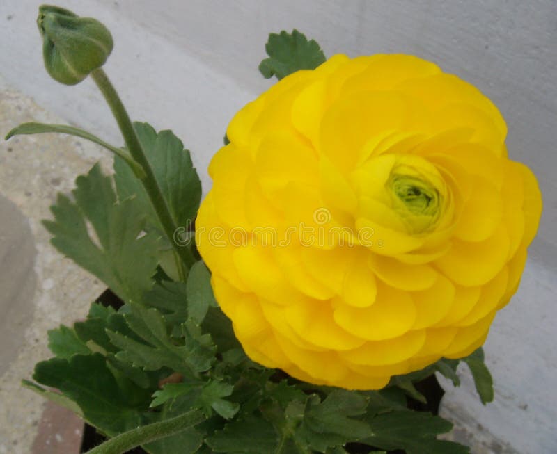 Close Up of a Yellow Ranunculus Flower Stock Photo - Image of nature ...