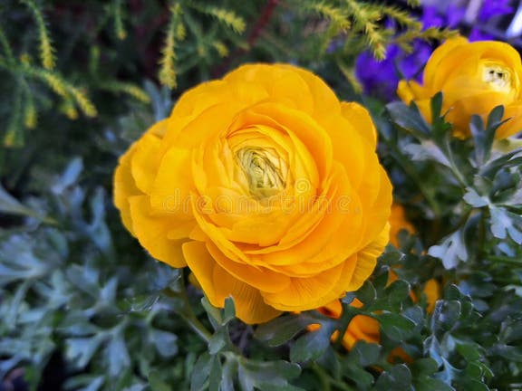 Close-up of Yellow Ranunculus Flower Stock Photo - Image of leaf ...