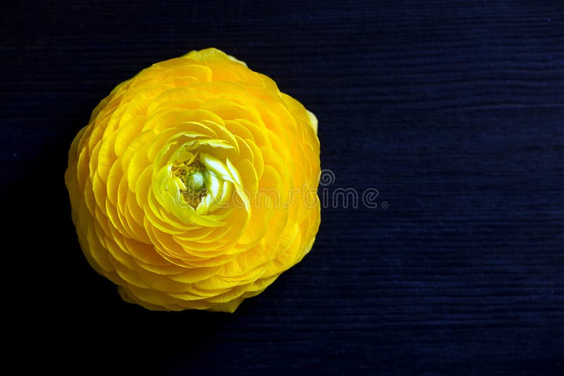 Close Up of Yellow Ranunculus Flower on Dark Background Stock Image ...