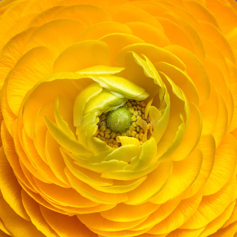 Close Up of Yellow Ranunculus Flower Stock Photo - Image of bloom ...