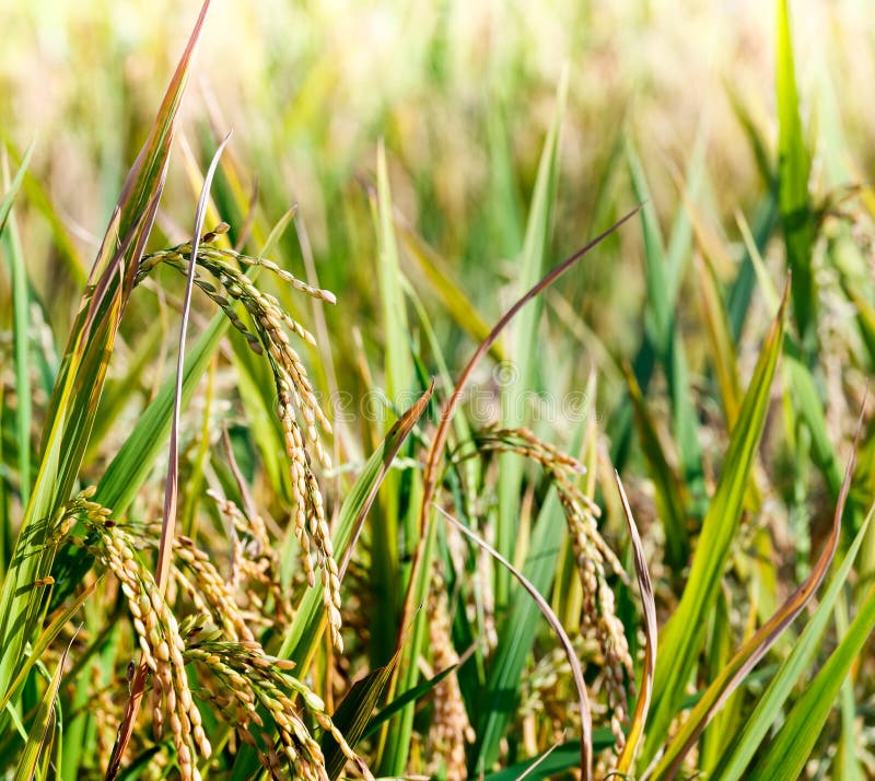 Close Up of Yellow Rice on Field Stock Photo - Image of japanese, light ...