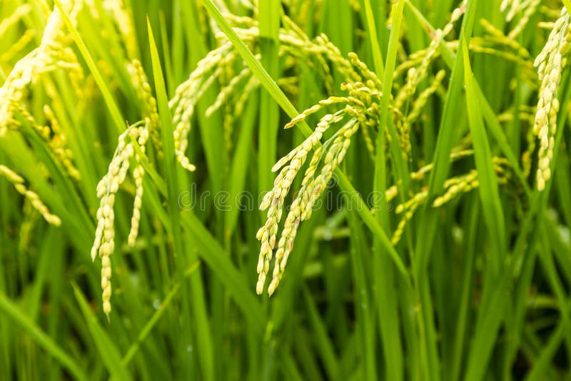 Green Paddy Fields Against the Backdrop of Blue Sky in Tadepalligudem ...