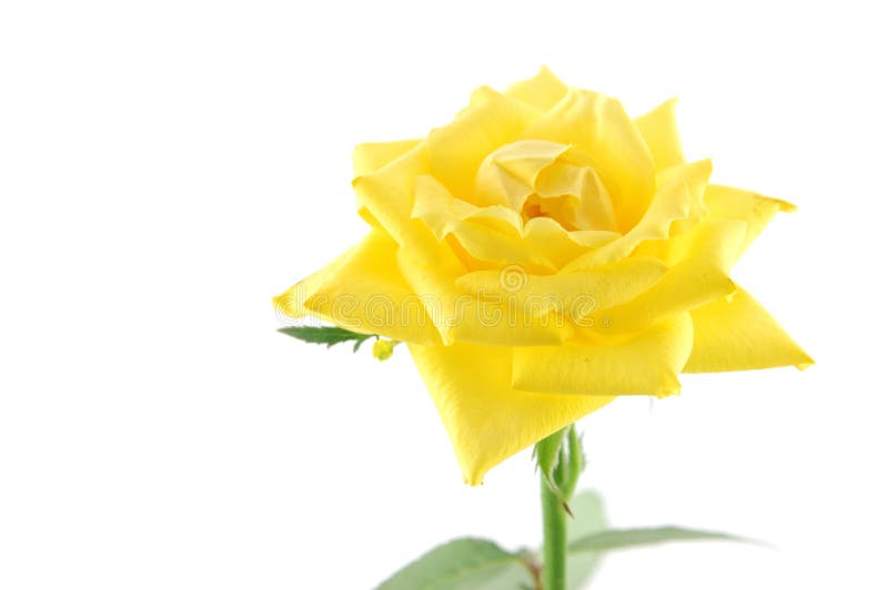 Yellow rose with a bud stock image. Image of horizontal - 14254569