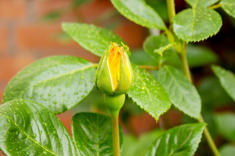 Close-up of a Yellow Rose Bud on a Summer Day Stock Image - Image of ...