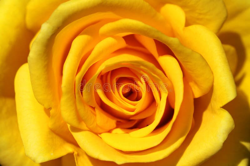 Close-up yellow rose stock image. Image of close, flower - 79706781