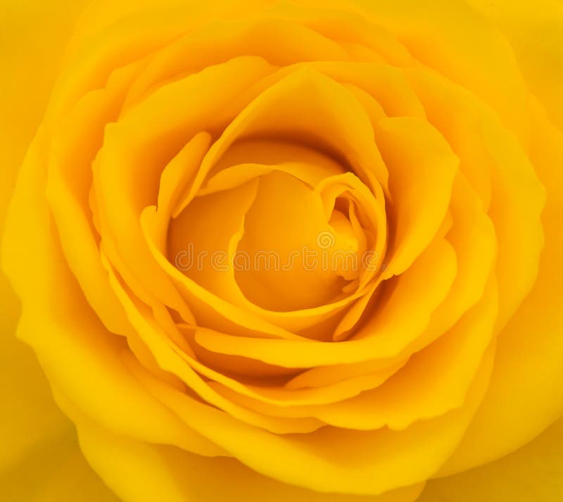 Close-up of yellow rose stock image. Image of beauty - 40669325
