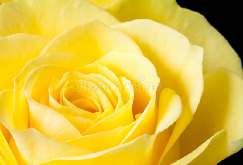 Close up yellow rose stock image. Image of bloom, blossom - 35650965