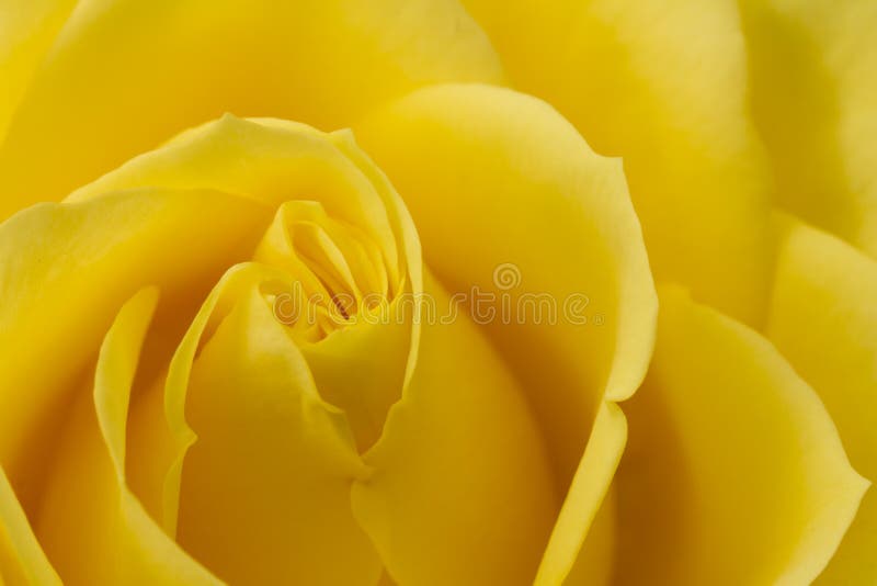 Yellow Rose Close Up Image Occupying the Whole Frame Stock Image ...